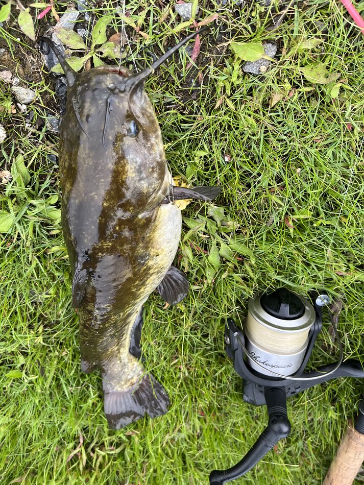 Aerator fishing 🎣: Went carping in 87 degree Colonial Lake this evening ...