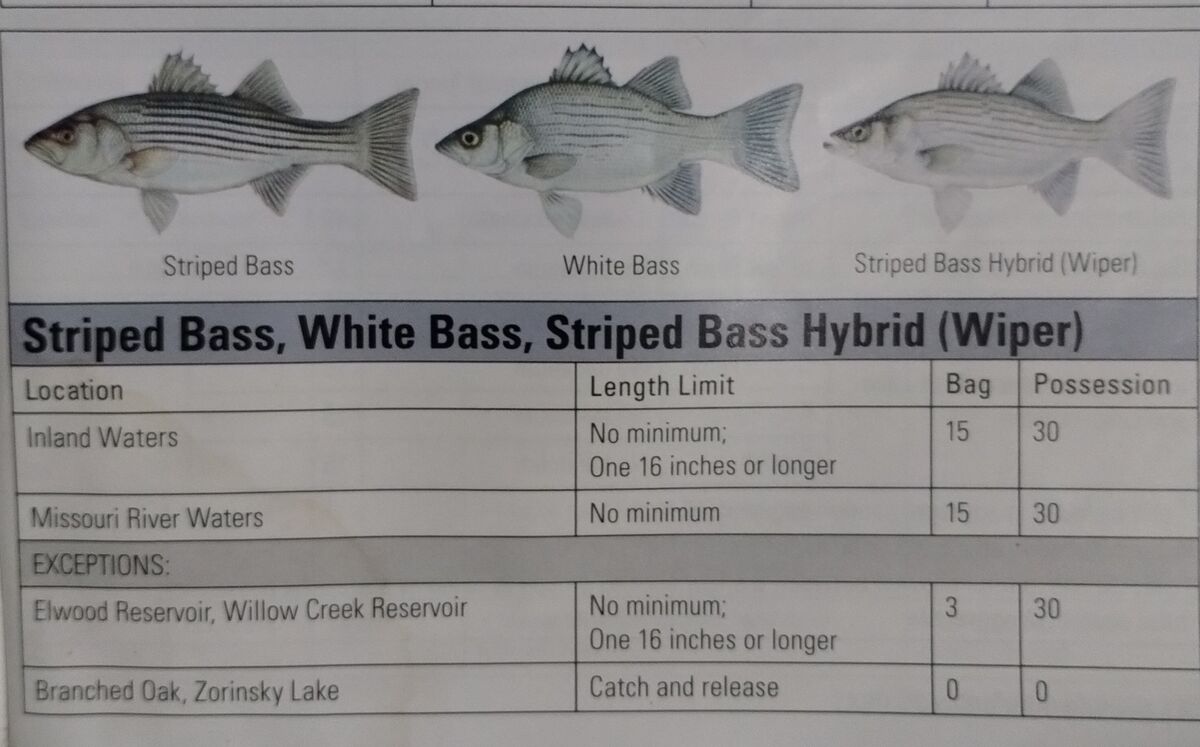 Harlan county reservoir update 7/17: Had great success at Harlan’s ...