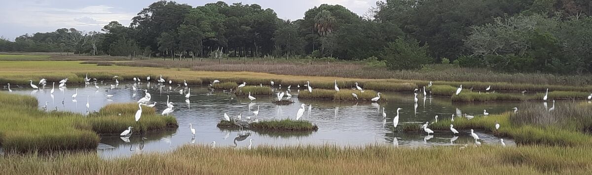 Fishing Sol Legare: Fished off the dock at Sol Legare boat landing this ...