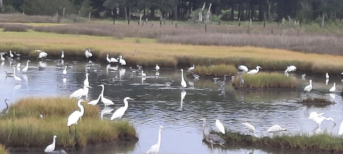 Fishing Sol Legare: Fished off the dock at Sol Legare boat landing this ...