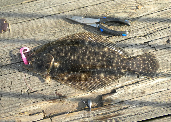 Fluke 7/4: Muggy morning again. One fish away from the skunk. Got one ...