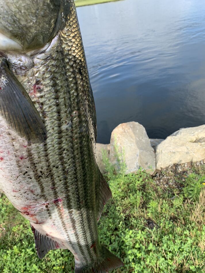 It’s been a while: It’s been a while catching big bass, a lot of ...