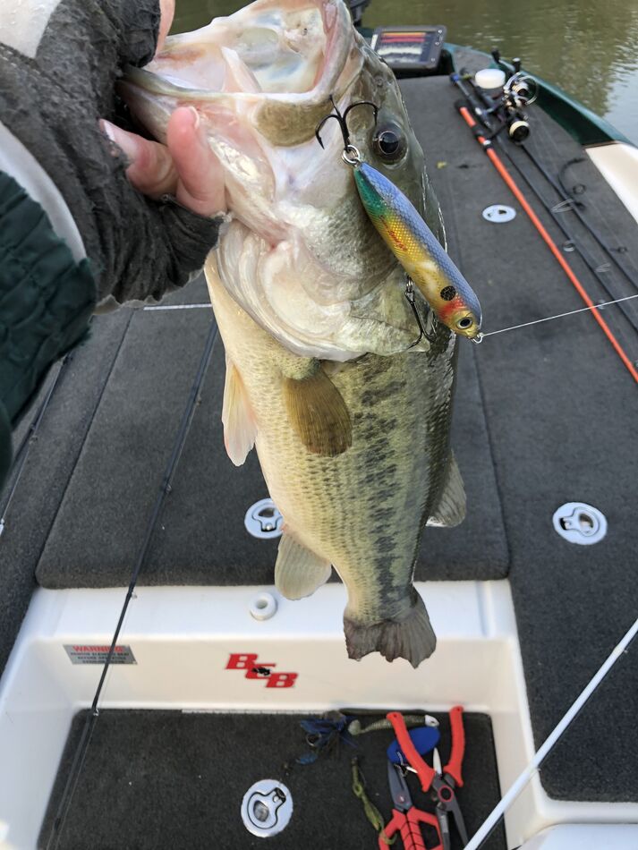 Finally - Top Water bite: I’ve been toying with top water (buzz bait ...