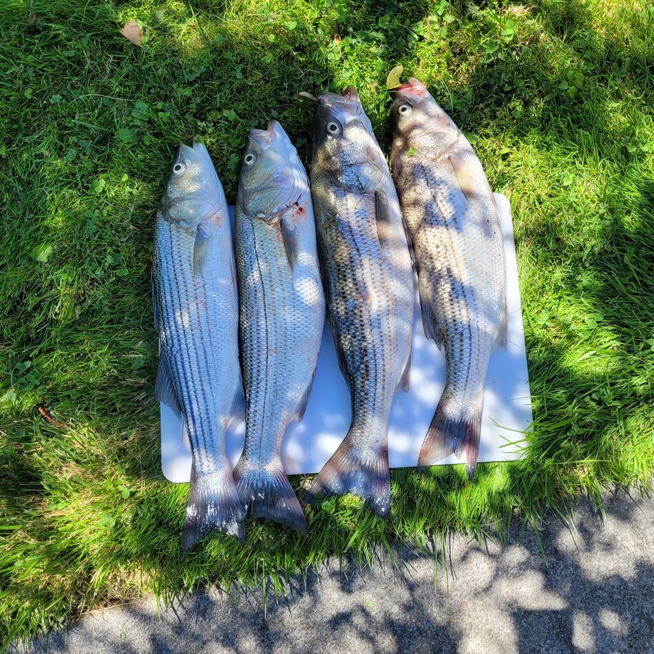 Fishing the Petaluma River with Capt. Ben 8-10-23: In the water 0645ish ...