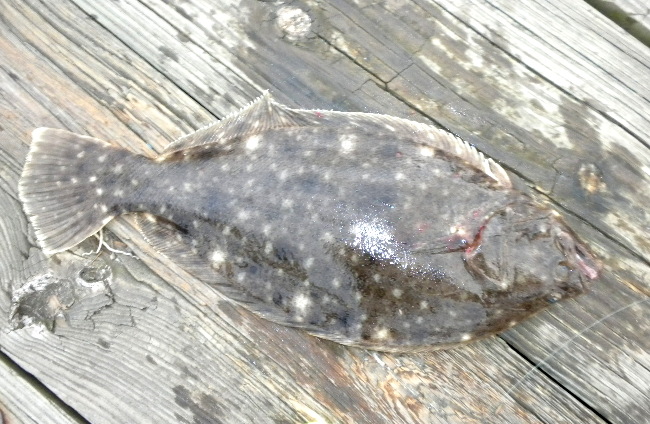 Fluke 8/14: Nice sunrise this morning. Caught two fluke, one was a ...