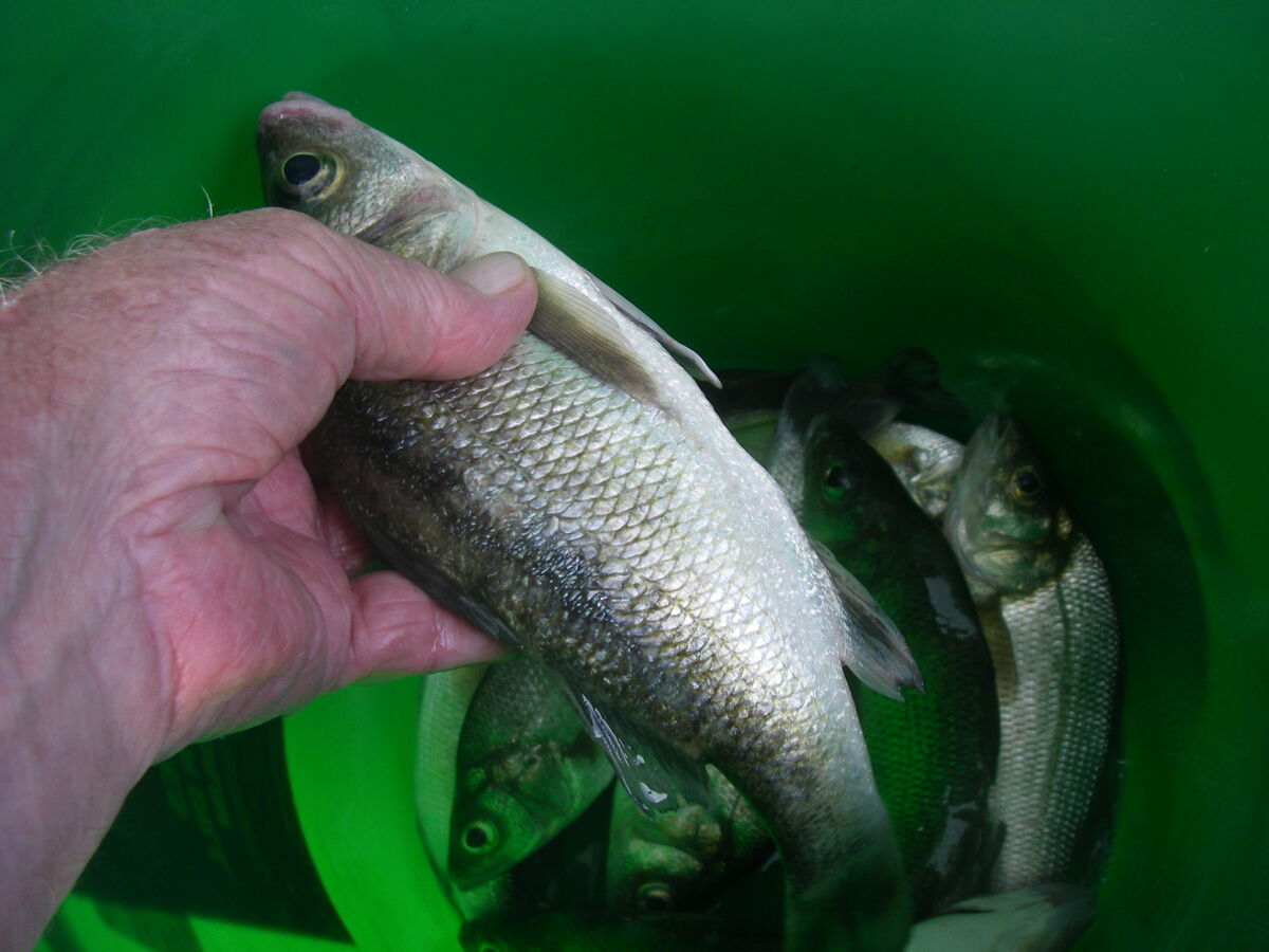 8/17/23 White Perch: 8/17/23 The good perch hit good from a little ...