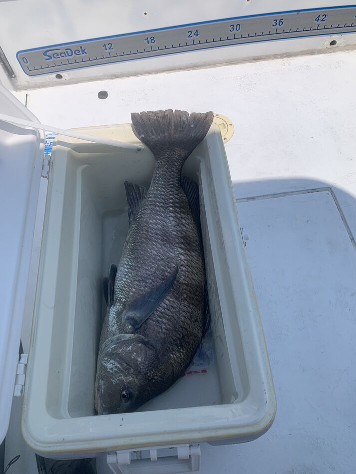 Tuckerton: Good day at Tuckerton inlet my wife hooked into a 15 lb ...