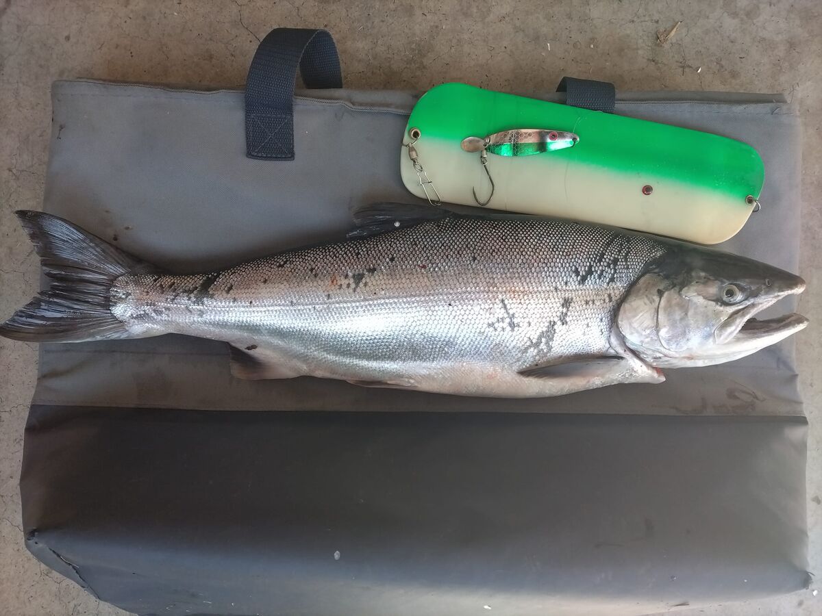 Area 10 Appletree Cove Coho: Thursday and Friday efforts resulted in ...