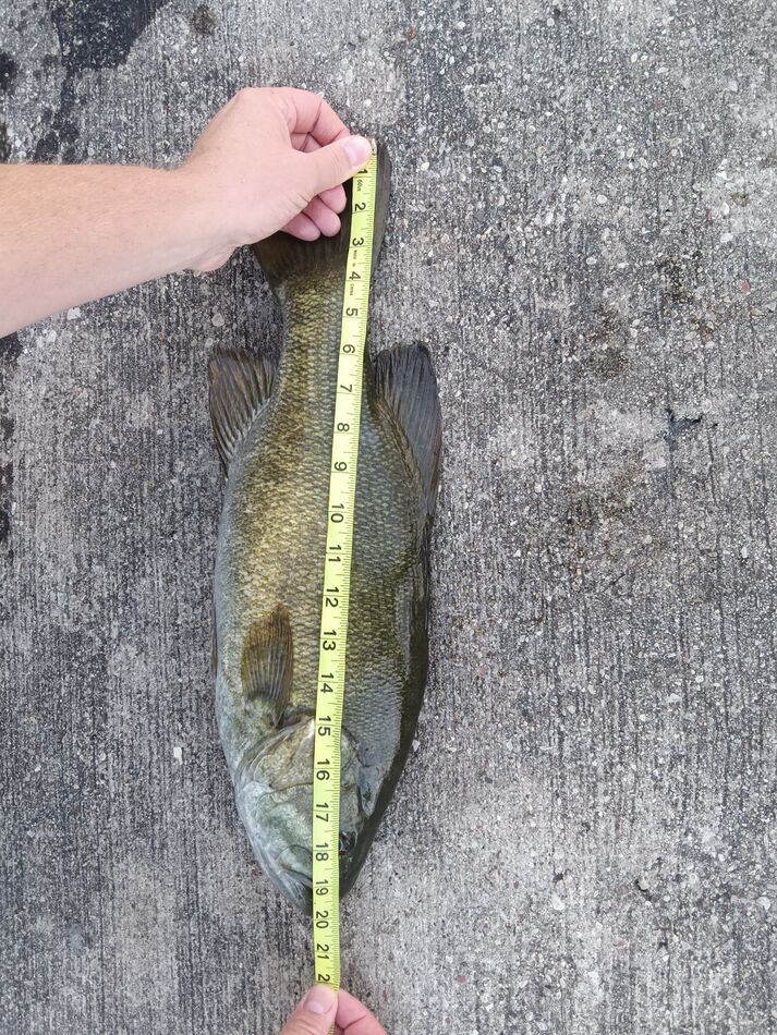 P.B. Smallmouth Bass: I decided to head out for a few casts yesterday ...