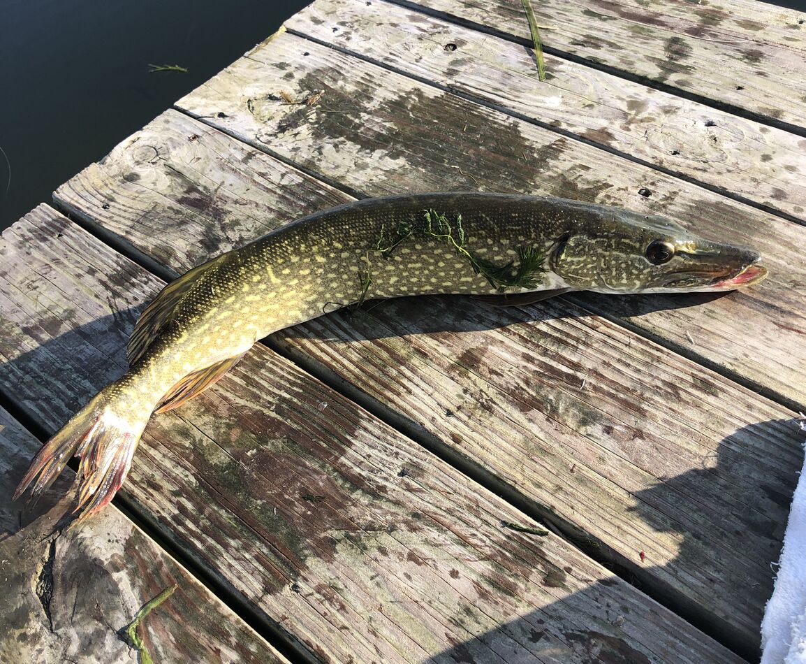 Relaxing morning: Went out for a couple of hours this morning. 20 inch ...