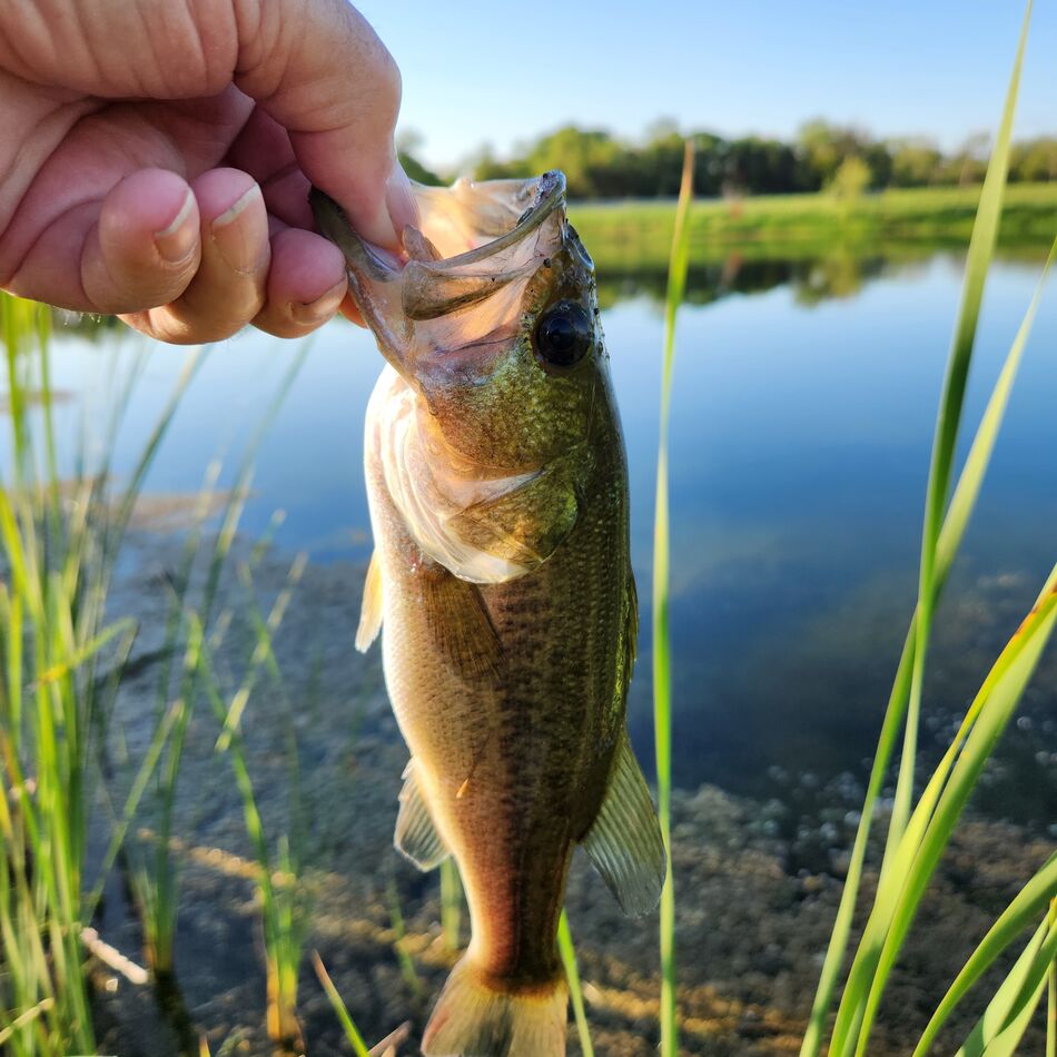 Took my grandsons fishing 🎣 this morning: We caught 13 bass, Tyler ...