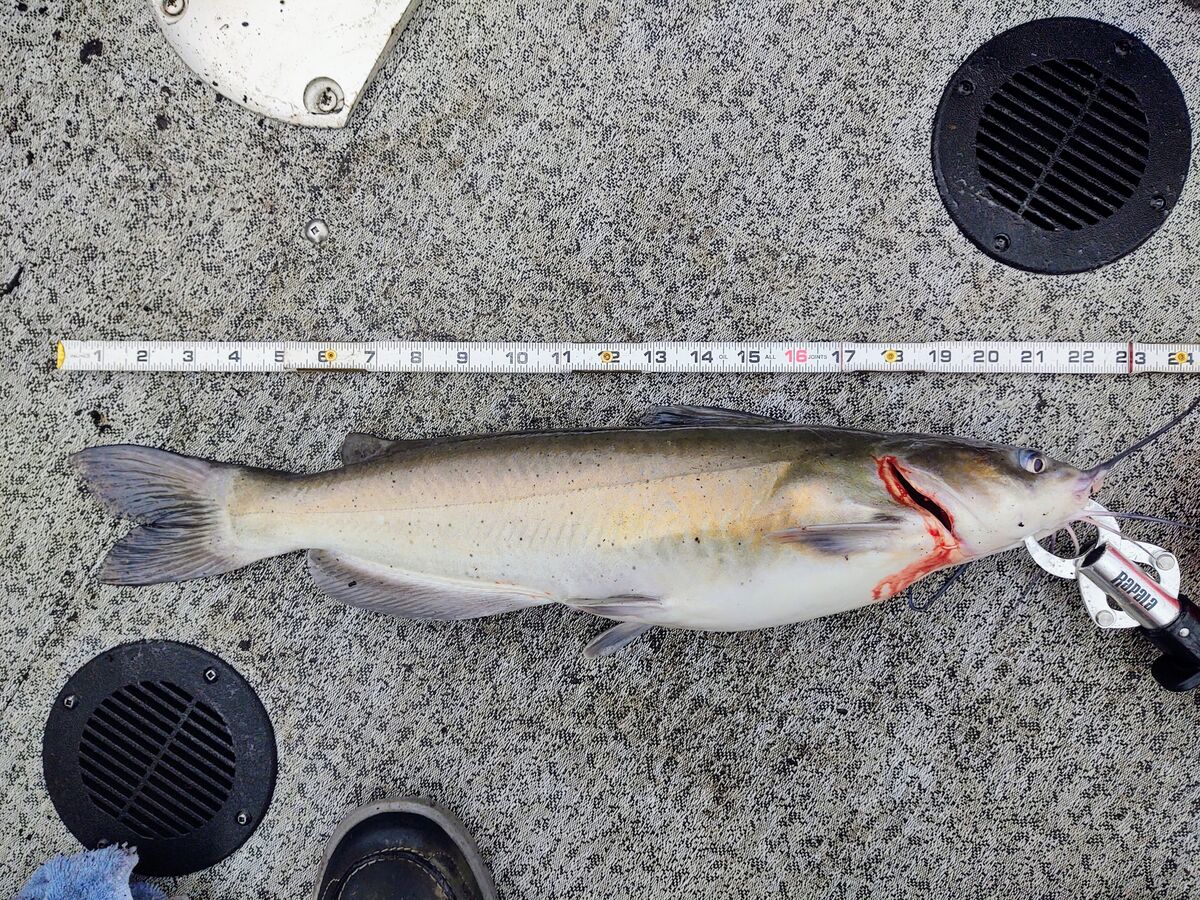 Cats and bass caught: Caught a bunch of channel cats and bass this ...