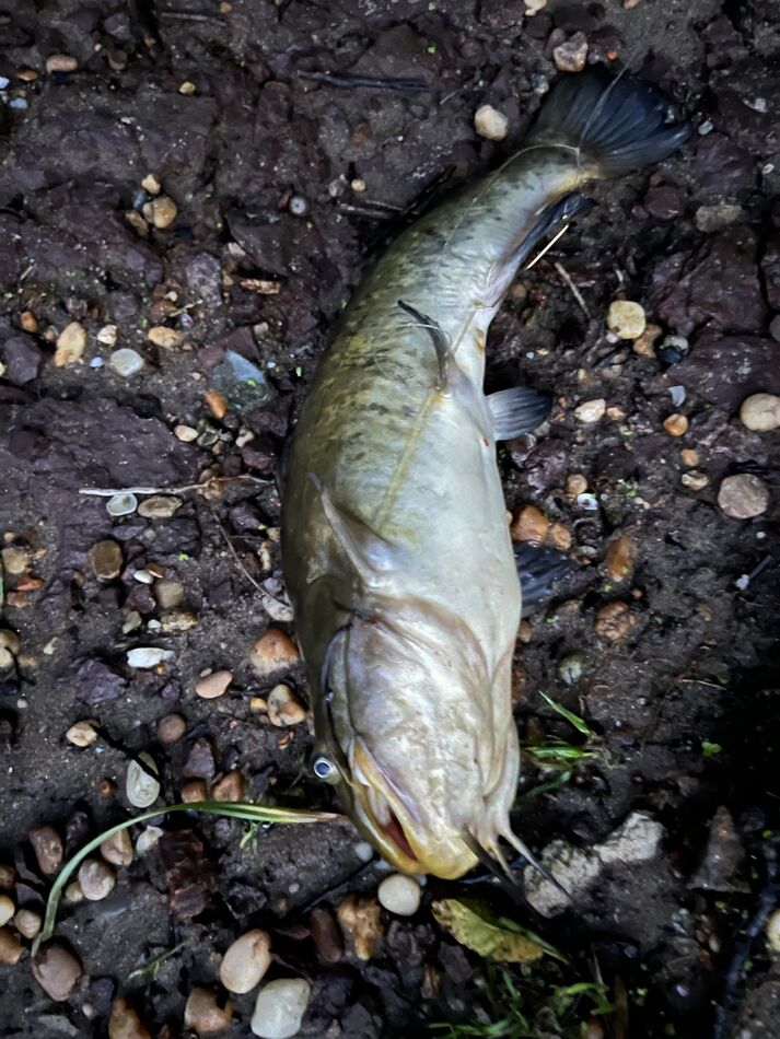 Applying for my 15th NJ Skillful Angler Recognition Award 🥇 for this ...