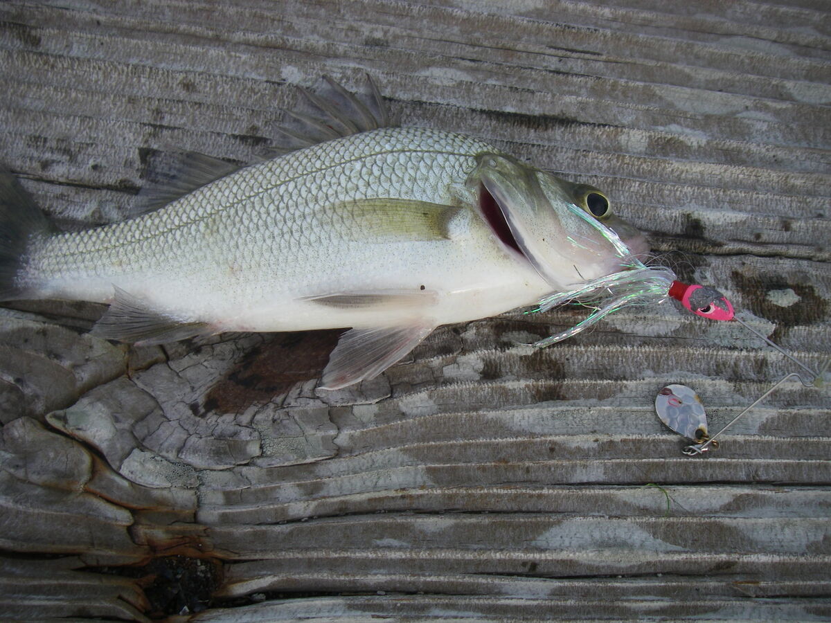 9/4/23 Perch Fishing: 9/4/23 Perch fishing not good this morning. I hit all the perch spots ...