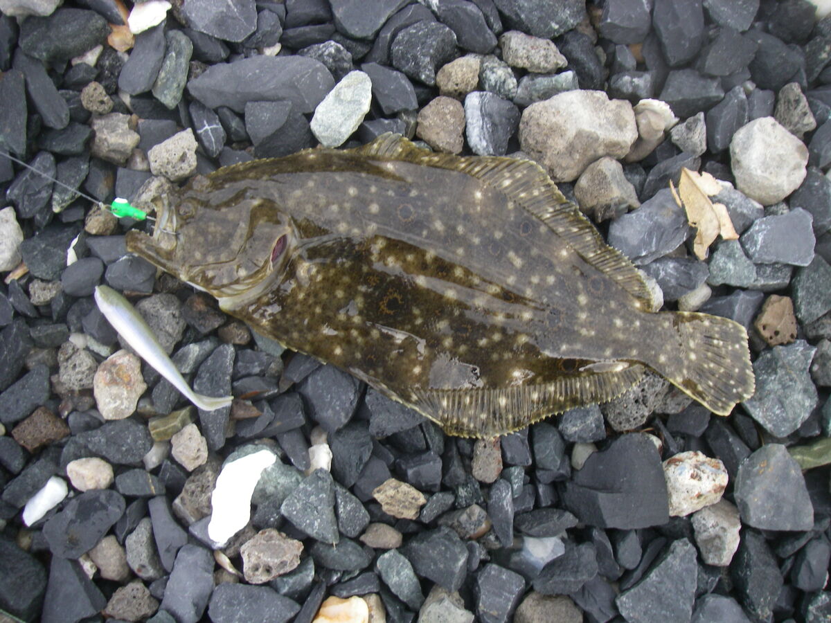 9/4/23 Perch Fishing: 9/4/23 Perch fishing not good this morning. I hit all the perch spots ...