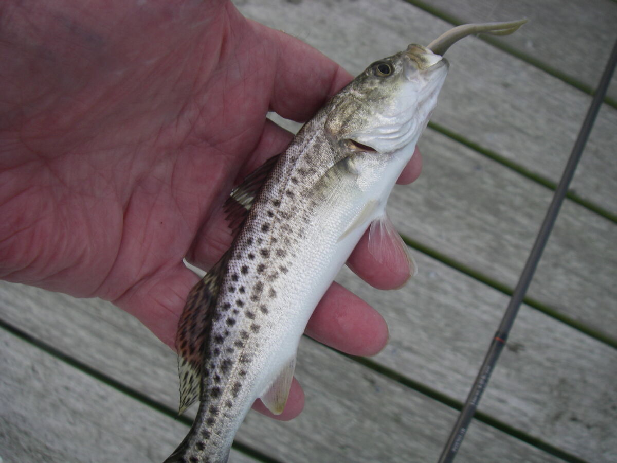 9/4/23 Perch Fishing: 9/4/23 Perch fishing not good this morning. I hit all the perch spots ...