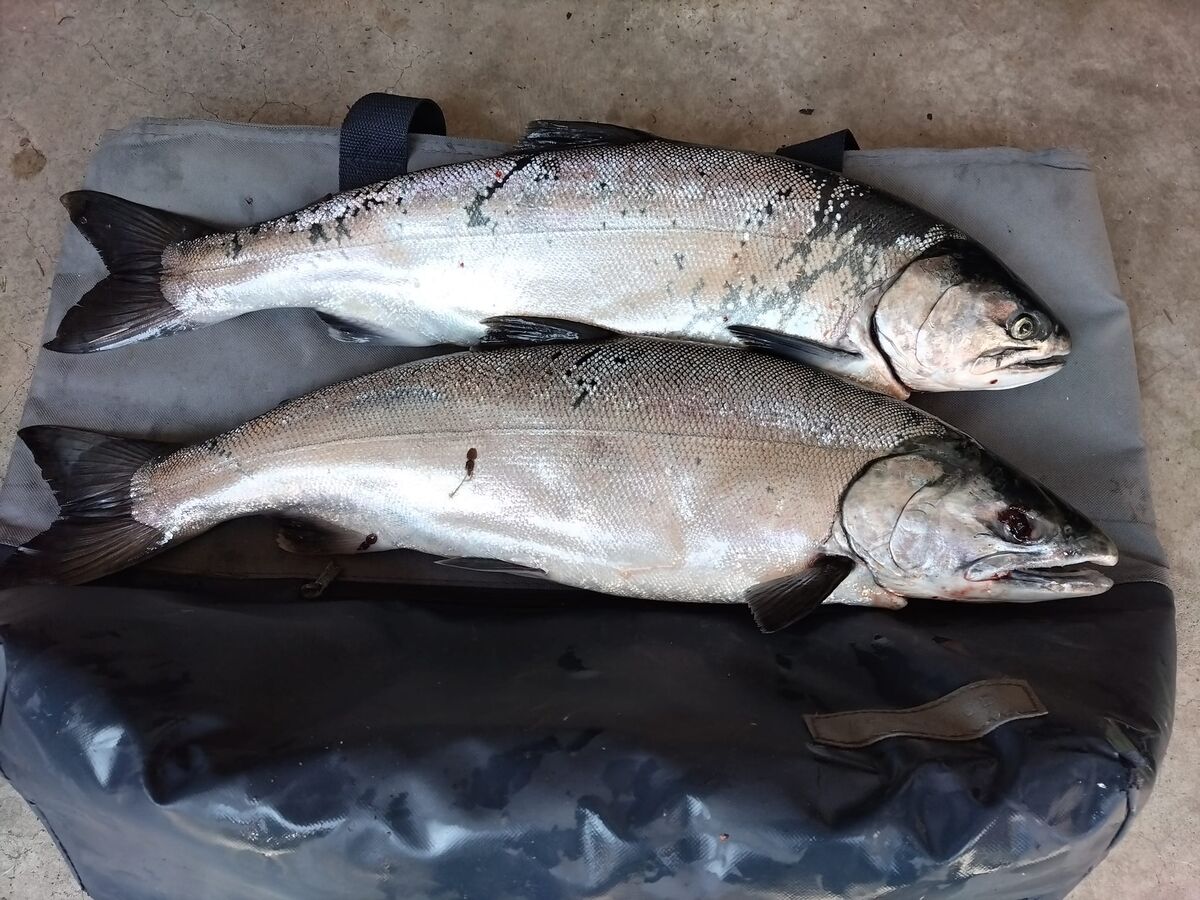 Area 9 Hatchery Coho: Managed to get 2 Hatchery Coho from Area 9 today ...