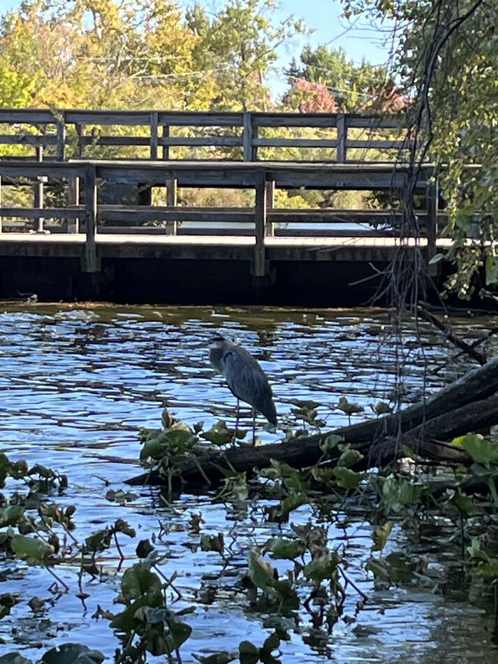 Caught a carp scale this evening: Went carping in 64 degrees Carnegie ...