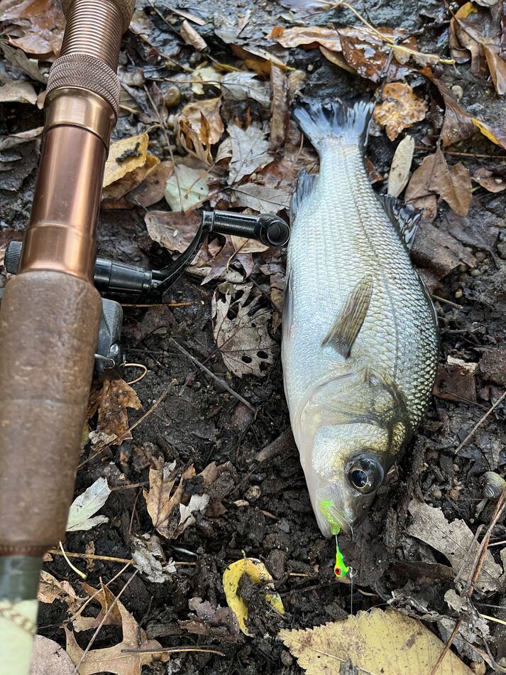 Hey Joe from Jacksonville Florida: Are the fish biting tonight...