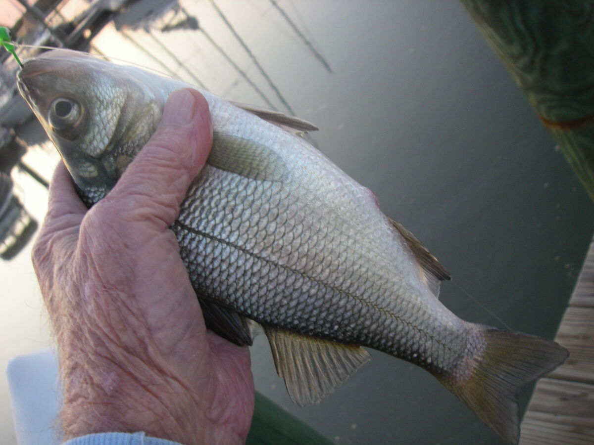 10/13/24 White Perch: 10/13/24 Still some in shallow water down here. I ...