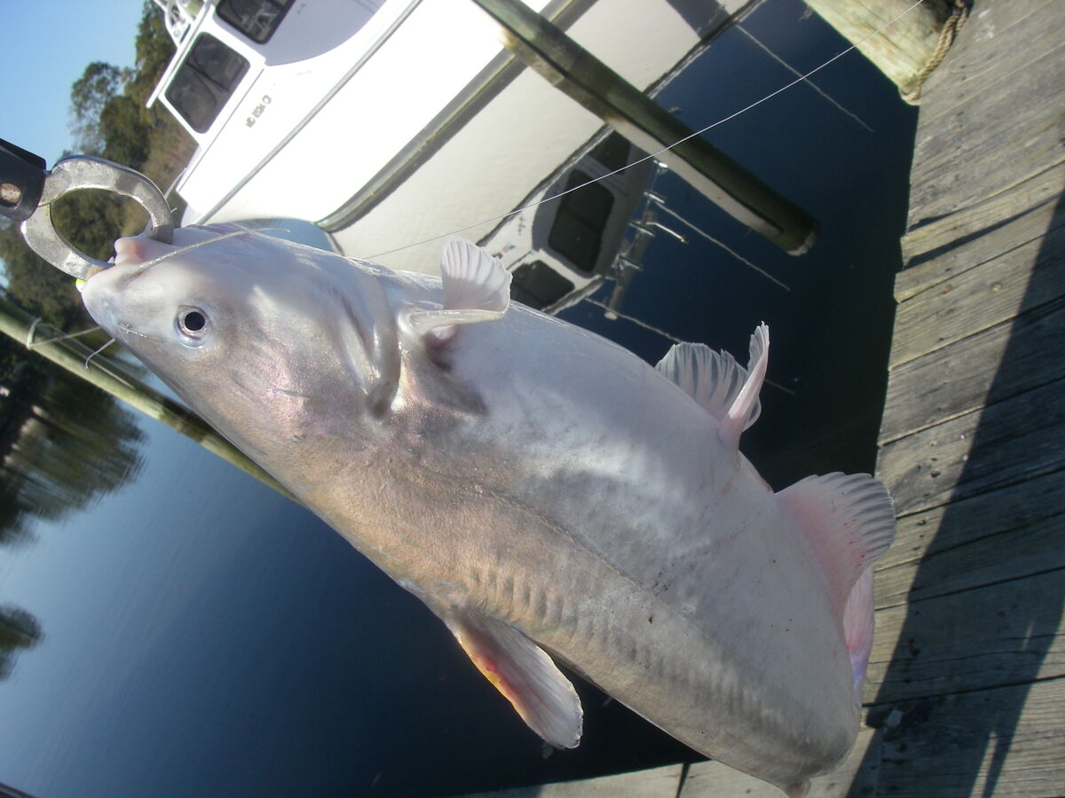 10/23/24 Cat fishing: 10/23/24 I checked to see if the catfish are ...
