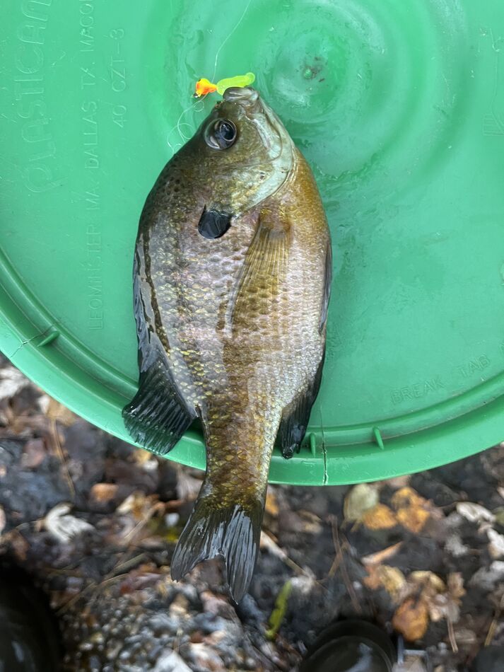 Caught 300 fish 🐠 in one spot on 11 trips: Went carping in 62 degrees ...