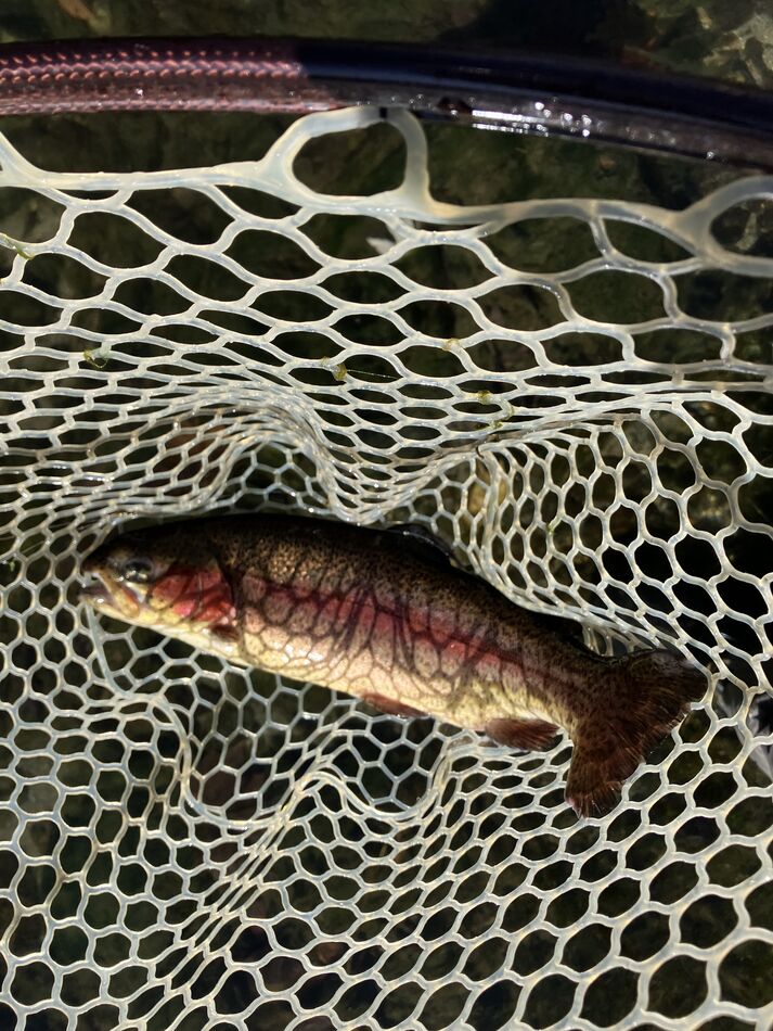 Fall stocking: They finally put the 2 yr old old trout in the water in ...