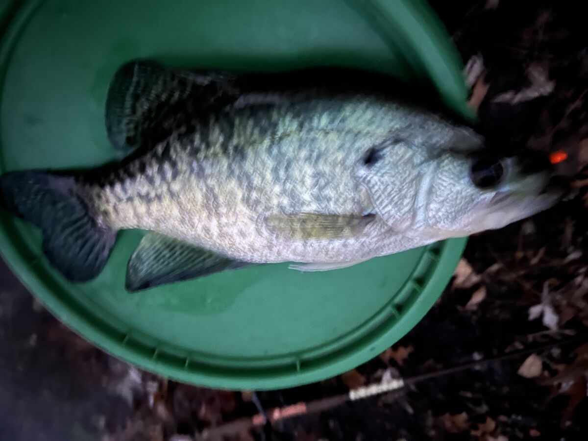 13” white crappie: Went carping in 62 degrees Carnegie Lake this ...