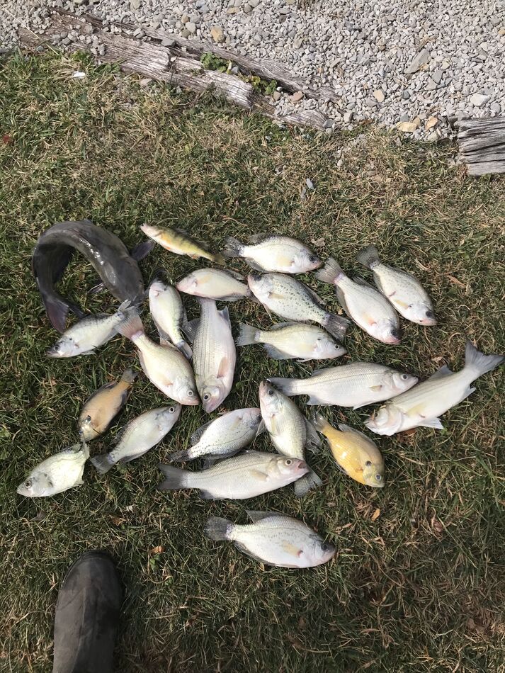Fish fillet’s for deer camp: Stocking up now for the Saturday afternoon ...