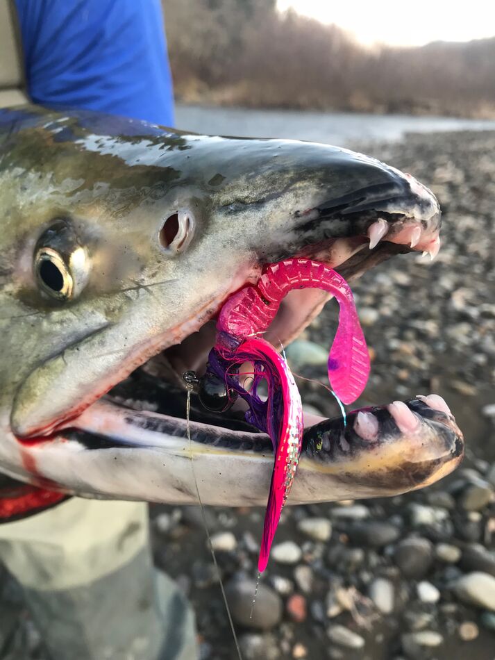 It’s chum salmon fishing in WA state: Chum are aggressive and we catch ...