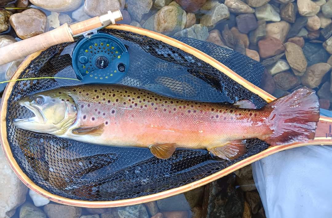 Newbe: Hi 75 years old fish all if new England fish out of a canoe can ...