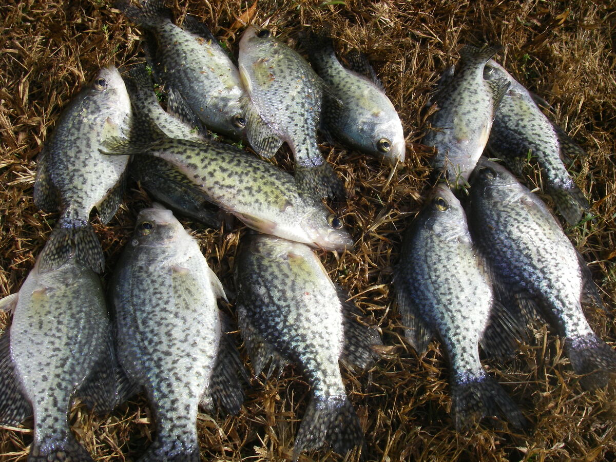 11/4/24 Crappie this morning: 11/4/24 Crappie were hitting good this ...