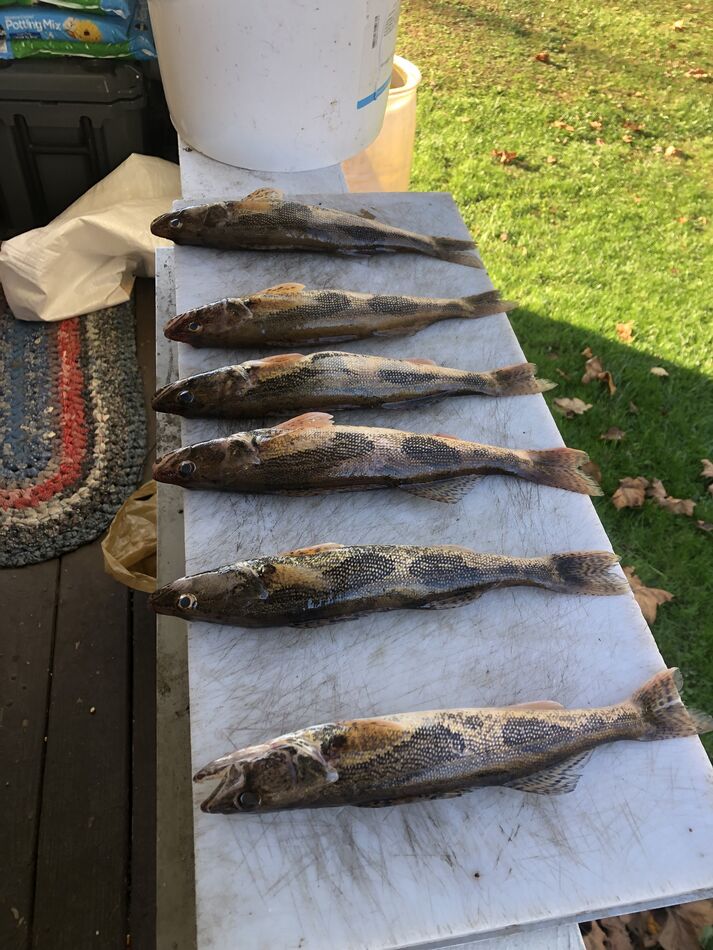 Sauger: Got a limit of good eating size sauger today below Belleville ...