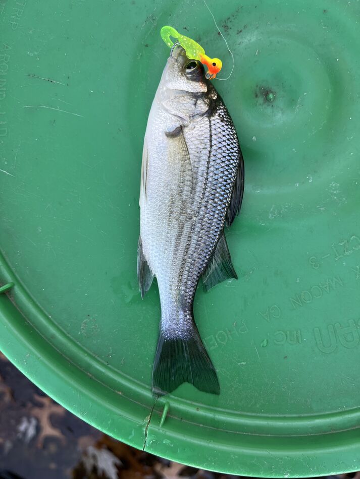 Applying for my 87th NJ Skillful Angler Recognition Award 🥇: https ...