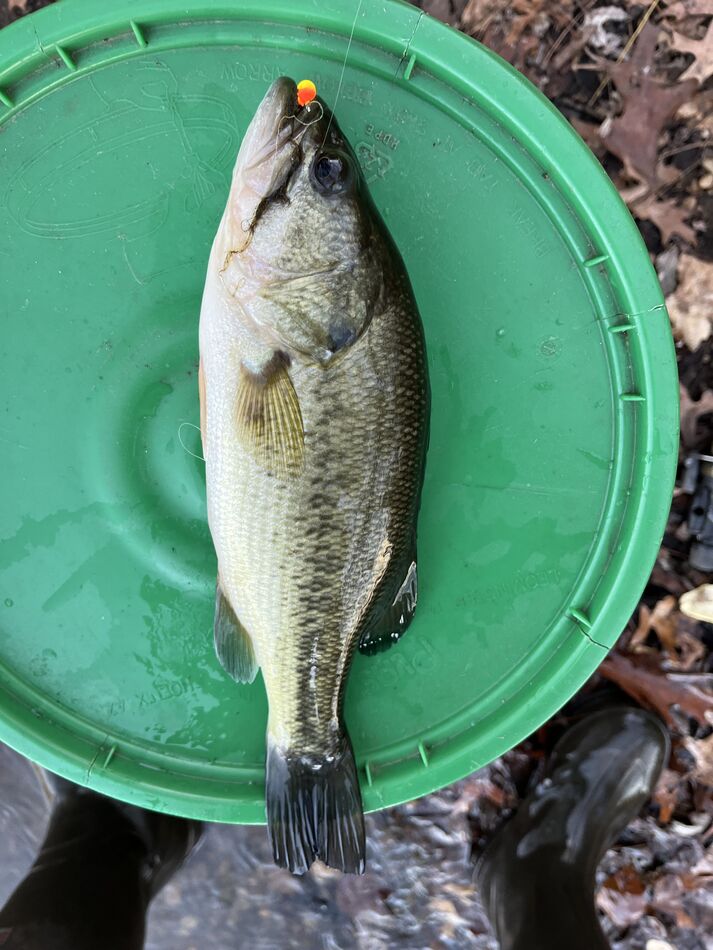 Applying for my 87th NJ Skillful Angler Recognition Award 🥇: https ...