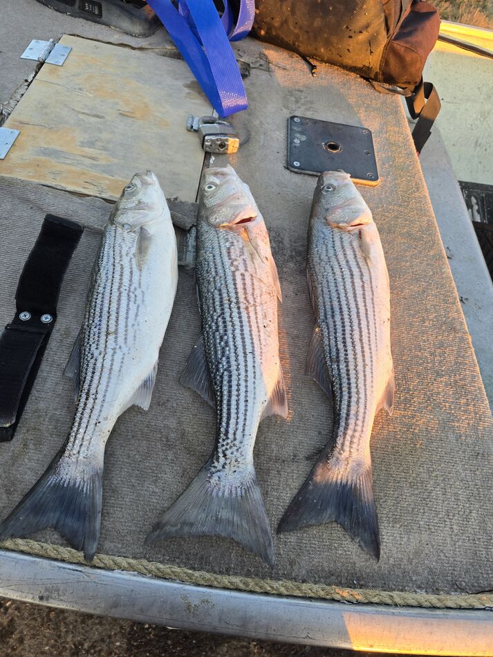 Lawrence from Gilroy: My Name is Lawrence, I am 24 years of age, Ive ...