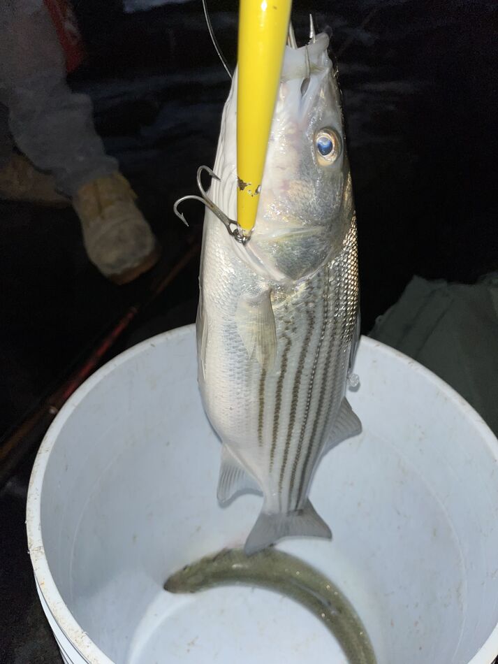 Striper December’23 in seaside: Hi, I’m Frank from Newfield NJ. I’ve been fishing practically ...