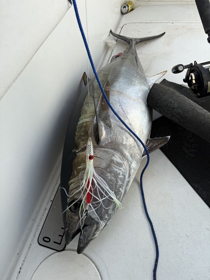Blue fin near Massys ditch: Tuesday was a great day fishing for Blue ...