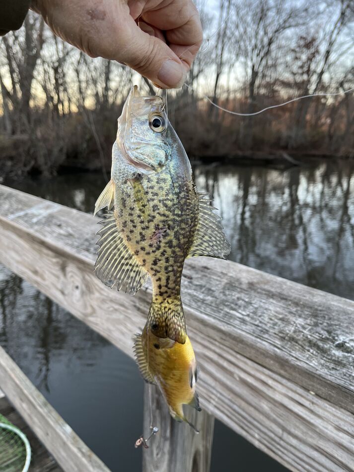Landed 3 doubles today: Went fishing 🎣 in 44 degrees Carnegie Lake this ...