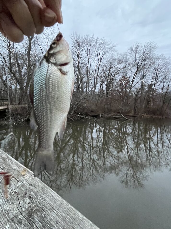 White perch: Went fishing 🎣 in 45 degrees Carnegie Lake this afternoon ...
