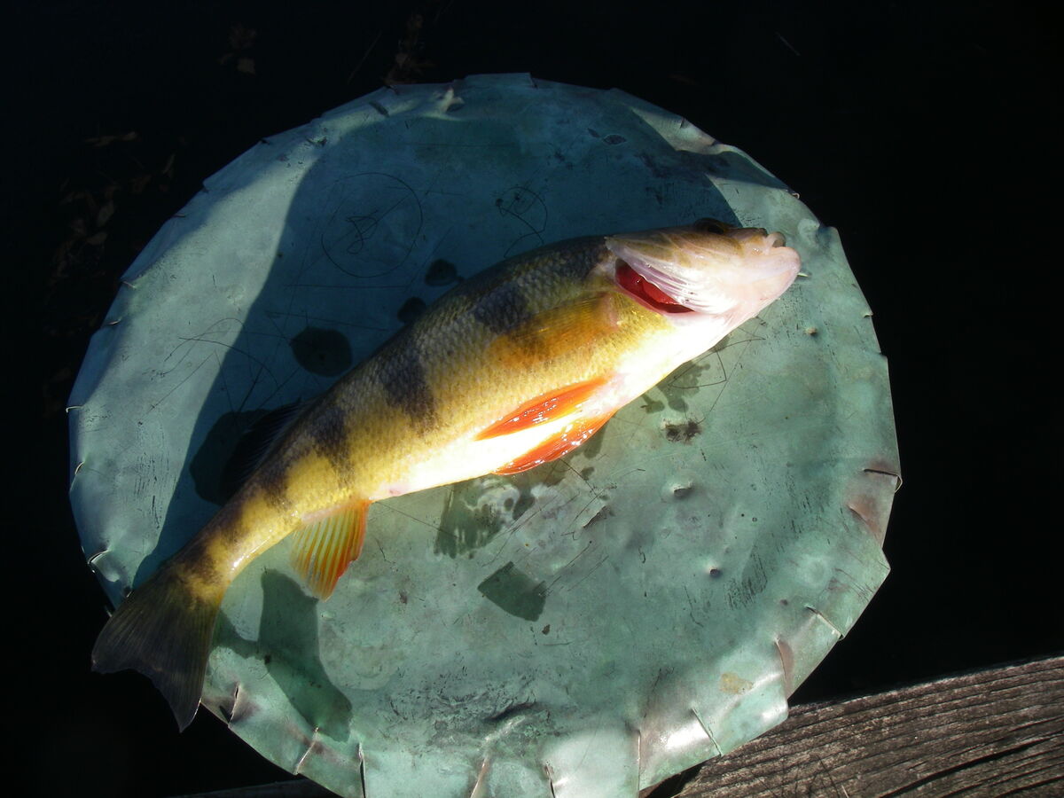 12/27/24 Finally: 12/27/24 Finally caught a few keeper size yellow ...