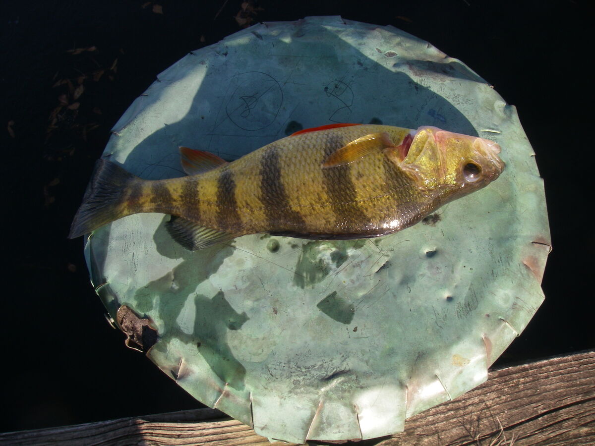 12/27/24 Finally: 12/27/24 Finally caught a few keeper size yellow ...