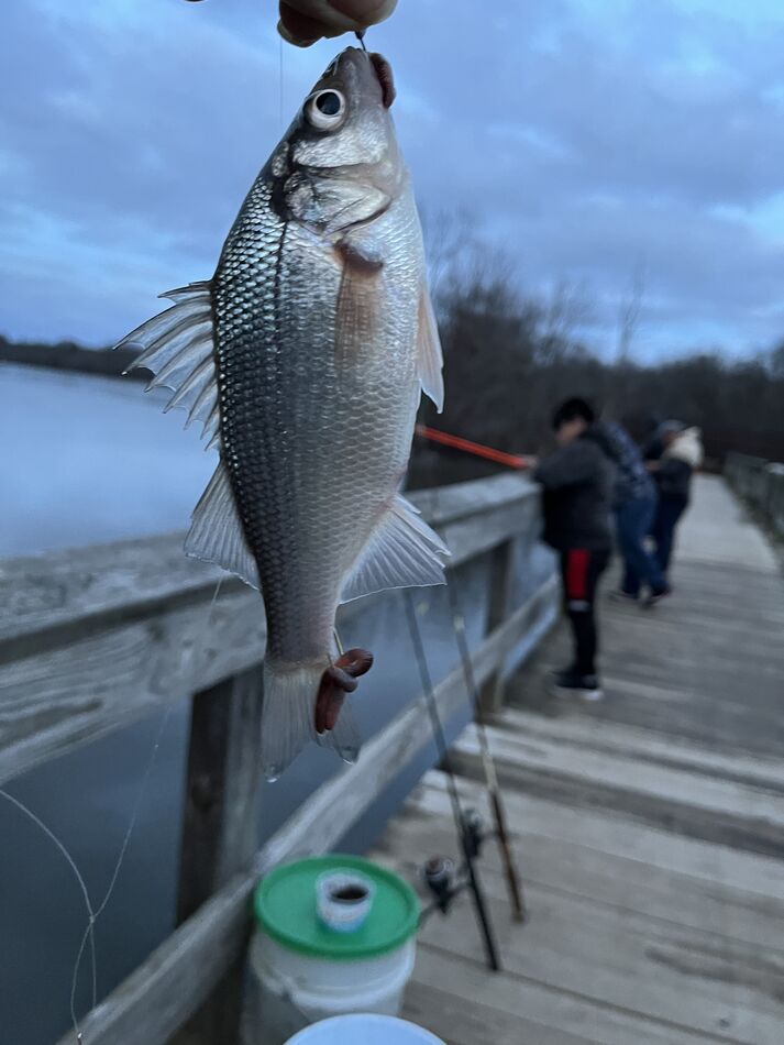 Fishing 🎣 in 37 degrees water near ice: Caught and released 5 white ...