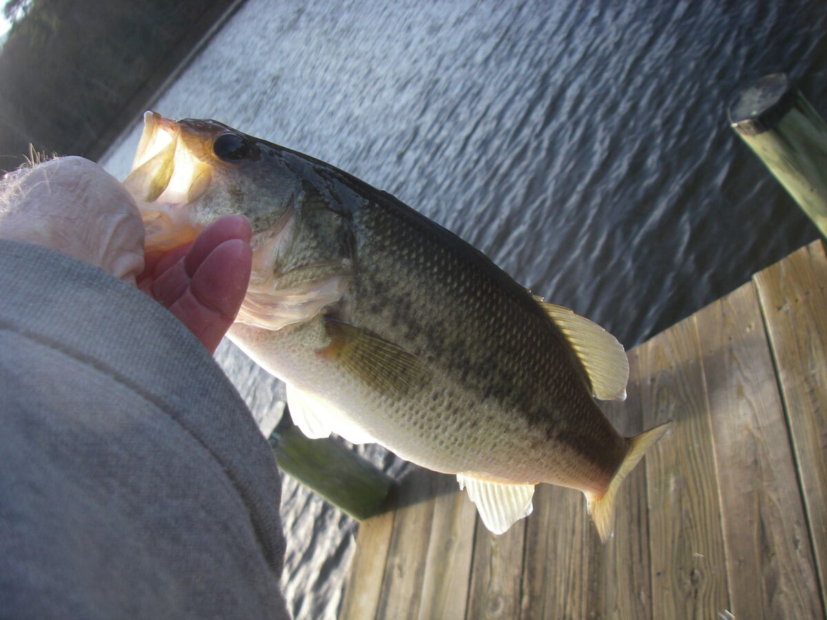 12/31/24 Fishing Report: 12/31/24 Caught a few bass and crappie this ...