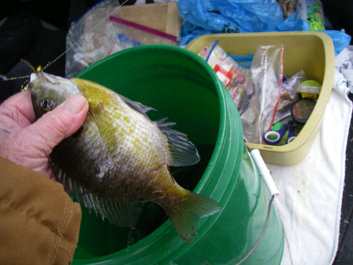 2/12/24 Pan Fishing: 2/12/24-- Fun fishing this morning for crappie and ...