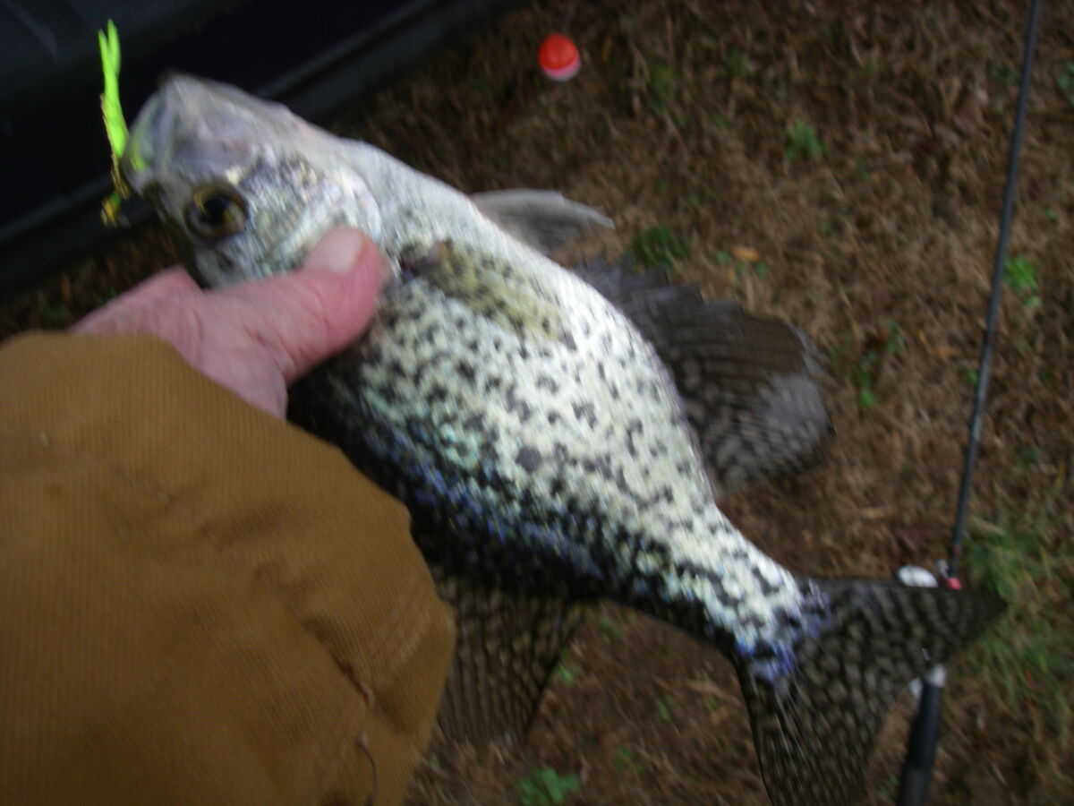 2/12/24 Pan Fishing: 2/12/24-- Fun fishing this morning for crappie and ...
