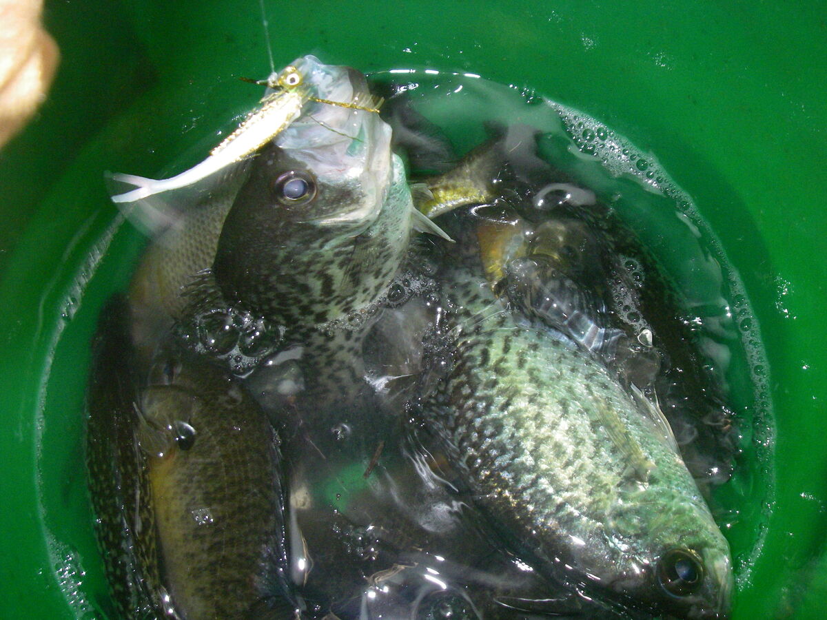 2/12/24 Pan Fishing: 2/12/24-- Fun fishing this morning for crappie and ...