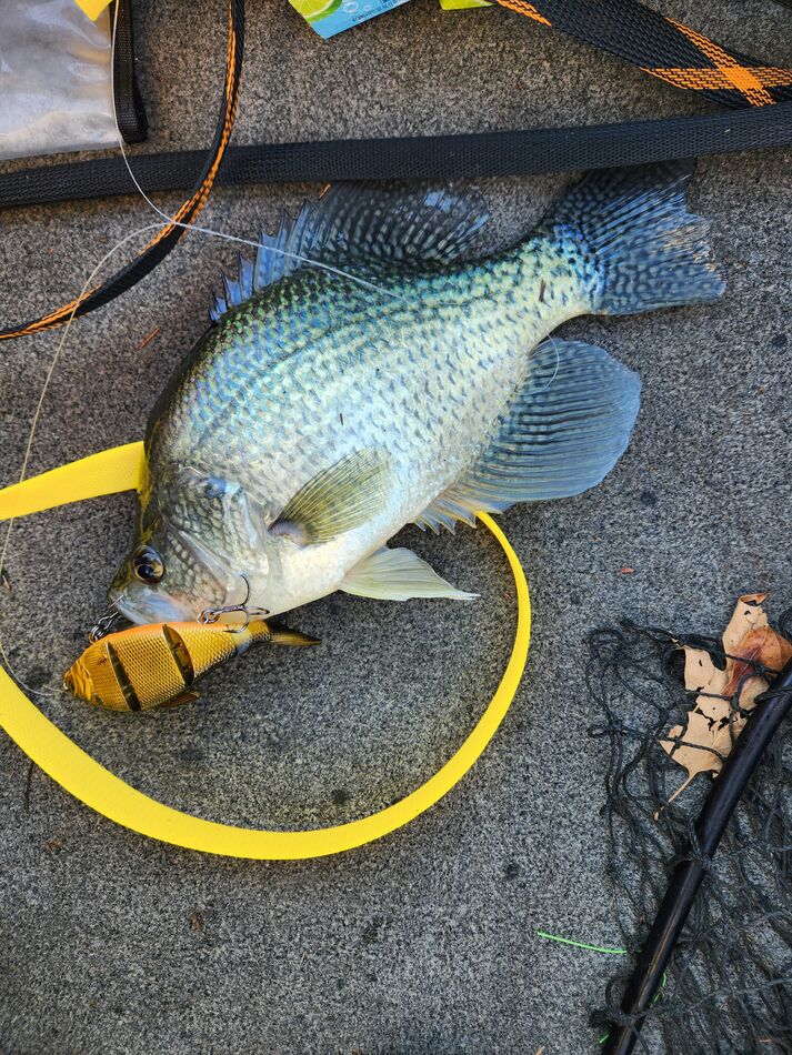 Crazy crappie: Out bassin' a couple of weeks ago and caught this 2+lb ...