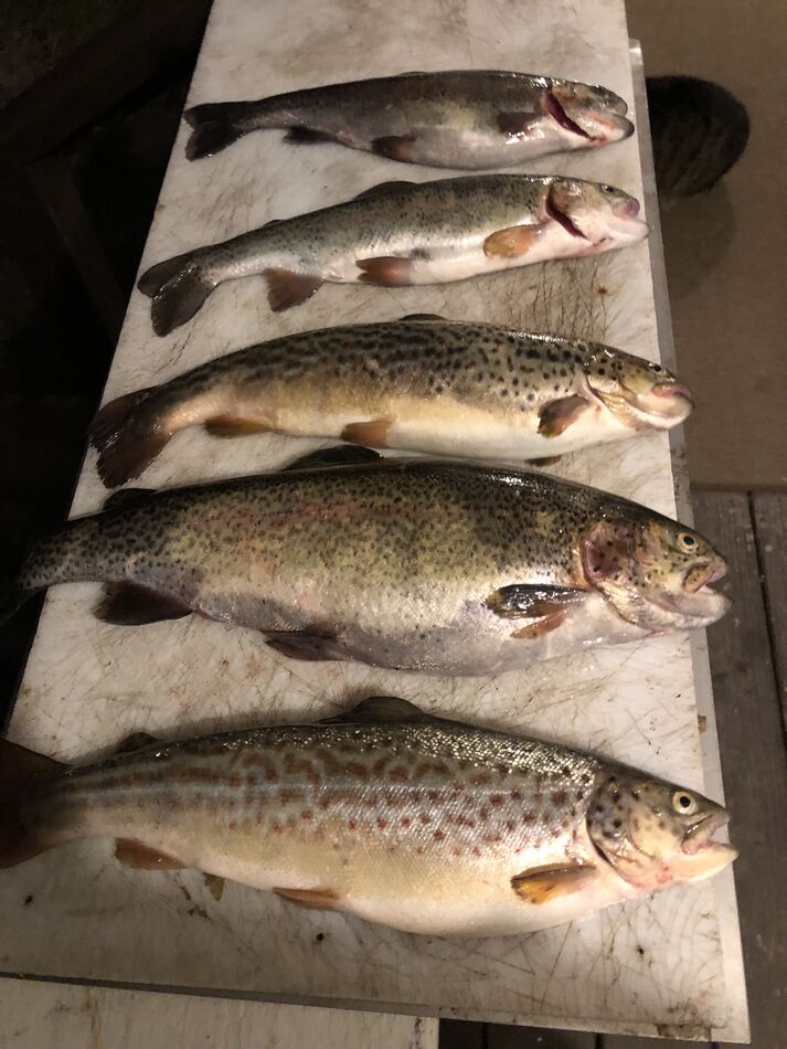 Trout fishing today: Had a good afternoon with some good size trout ...