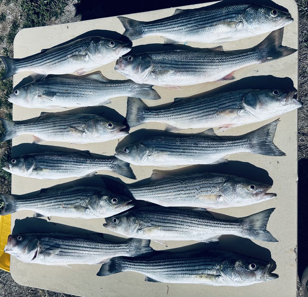 13 fish in 2 hours this morning from shore: Anchovies and fried chicken ...
